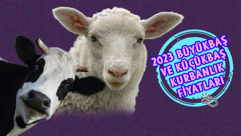 KURBANLIK FİYATLARI 2023 | Büyükbaş, küçükbaş kurbanlık fiyatları ... KURBANLIK FİYATLARI 2023 | Büyükbaş, küçükbaş kurbanlık fiyatları ...